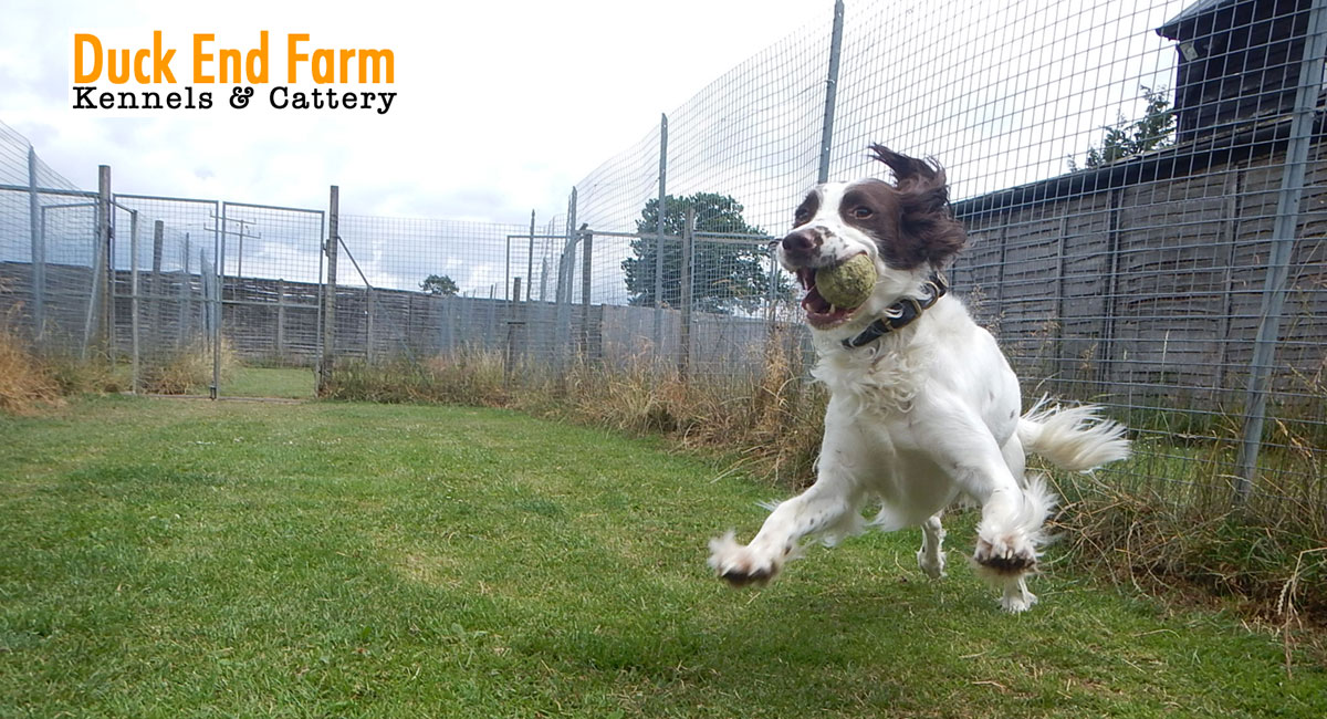 Kennels & Cattery Prices | Duck End Farm Kennels